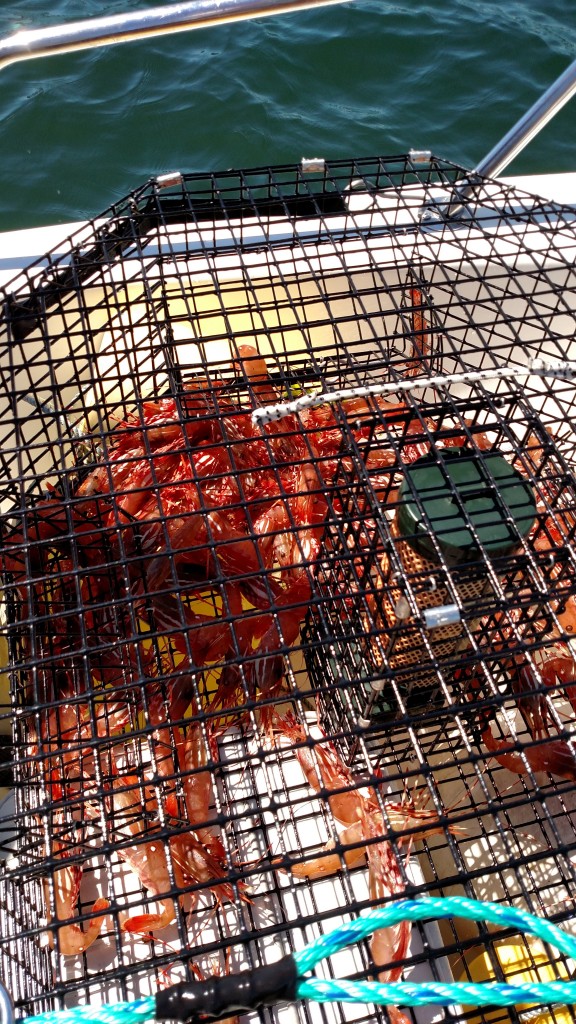 To Catch A Shrimp - EntertainingCouple.com